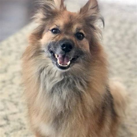 German Shepherd Pomeranian Mix Your Complete Breed Guide The Goody Pet