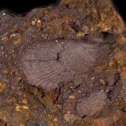 Cretaceous Atlas Of Ancient Life Mytilida