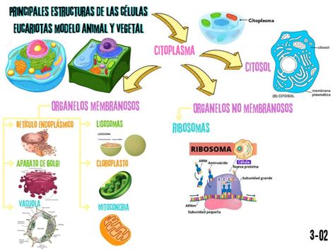 Mapa Mental Estructura de las células eucariotas Estructura de la