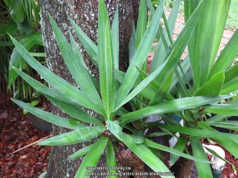 Photo Of The Leaves Of Spineless Yucca Yucca Gigantea Posted By