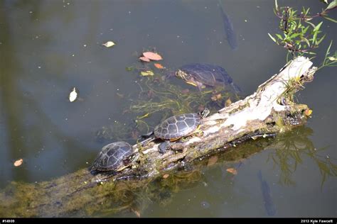 Midland Painted Turtle PA HERP IDENTIFICATION