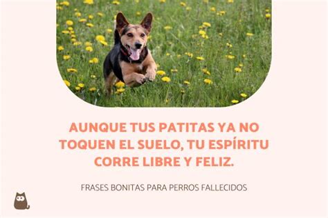 Frases Para Perros Fallecidos Bonitas Y Emotivas