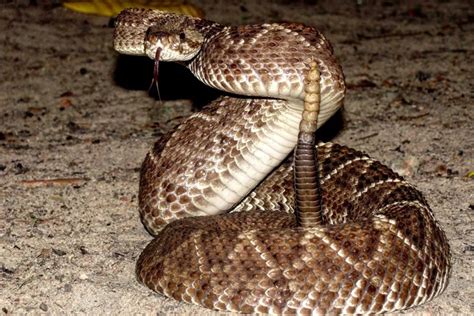 Cobra Cascavel Características Veneno Filhote