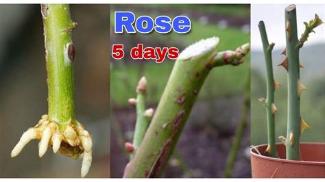How To Grow Rose Form Cuttings Youtube Rose Plant Care