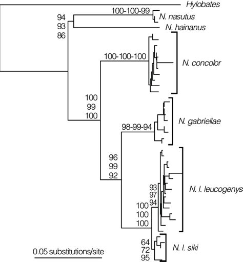 Phylogenetic Relationships Among Crested Gibbon Nomascus Haplotypes