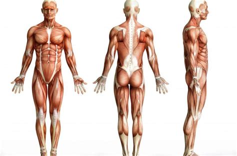 Guía completa sobre los músculos del cuerpo humano y su clasificación