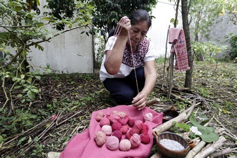 Mujeres Y La Crianza De Grana Cochinilla Por El Color Rojo En M Xico