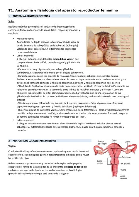 T1 Anatomía y fisiología del aparato reproductor femenino T1