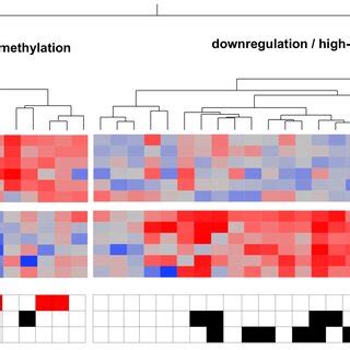 Hierarchical Clustering Analysis Using Z Scores Of Mrna Expression And