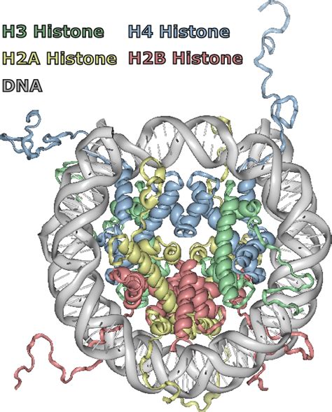 Structure Of The Nucleosome Core Particle Based On PDB ID 1KX5