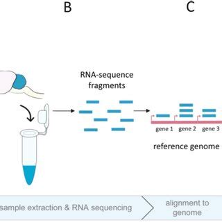 Unsupervised And Supervised Analysis Of Gene Expression Profiles