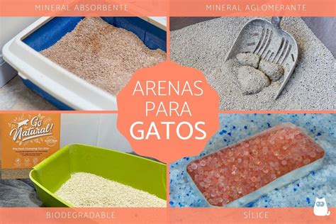 Arena Para Gatos Tipos Precios Y Caracter Sticas Fast Euractiv