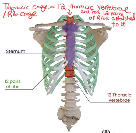 Chapter Thoracic Thoracic Wall Flashcards Quizlet