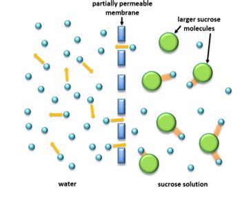 Osmosis Diagram Gcse