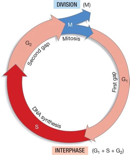Chapter The Cell Cycle Flashcards Quizlet