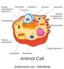 Gráfico educativo de la biología para vector de stock libre de