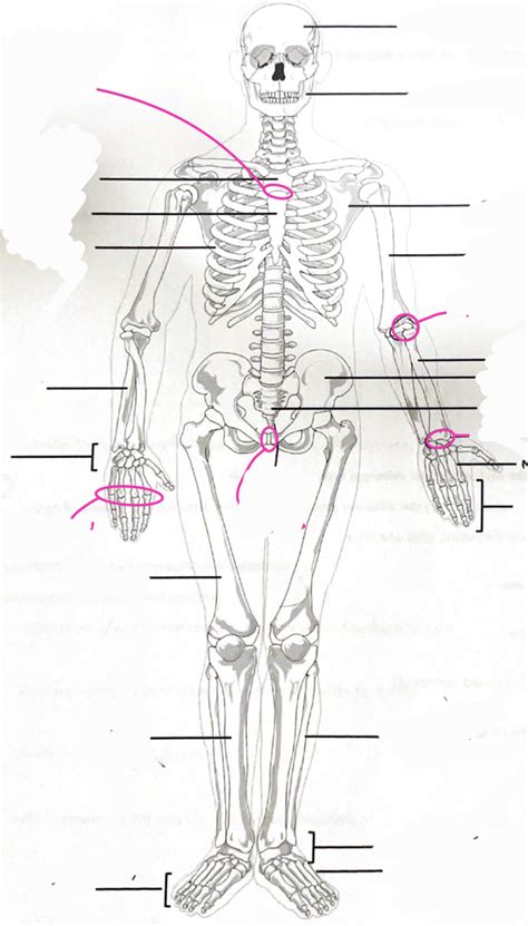 Diagram Of Skeleton Quizlet