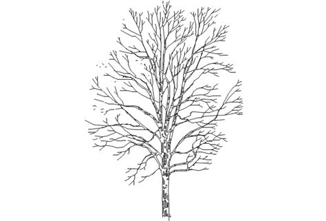 Common 2d Green Tree Elevation Block Drawing Details Dwg File Cadbull