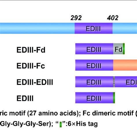 Design Of Recombinant JEV EDIII Fragments Schematic Diagrams Of JEV
