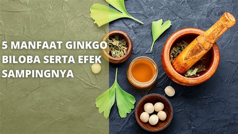 Manfaat Ginkgo Biloba Serta Efek Sampingnya Youtube