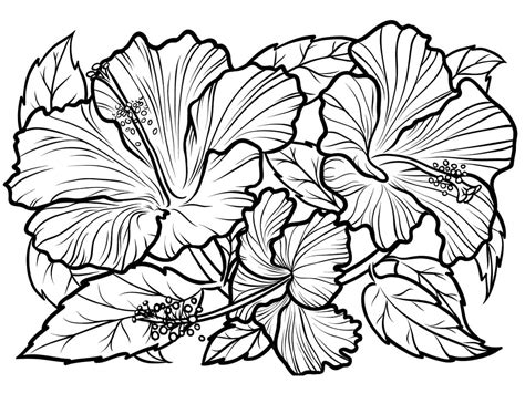 Hibiskus Zum Ausdrucken F R Kinder Ausmalbilder Kostenlos