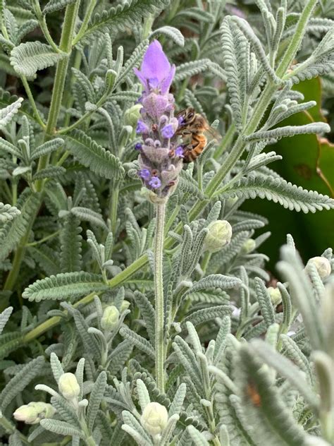 Italki Cest Une Photo Que Jai Pris Dans Mon Jardin Hier Cest Le