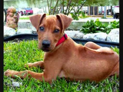 My Slideshow Of Rhodesian Ridgebacks Youtube