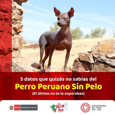 Ministerio de Cultura on Twitter Hoy conmemoramos el Día del Perro