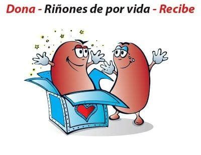 Conoce las partes del riñón y sus funciones