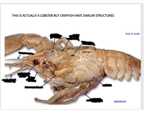 Inside A Crayfish Diagram Quizlet