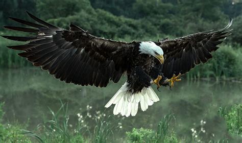 Bald Eagle And Background Eagle Flying HD Wallpaper Pxfuel