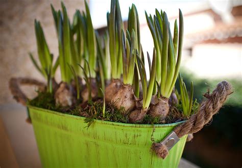 Cómo plantar bulbos de Muscari Guía de expertos para un jardín cautivador
