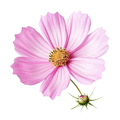 Cosmos Flower Isolated Png File Banner Purple Perfume PNG