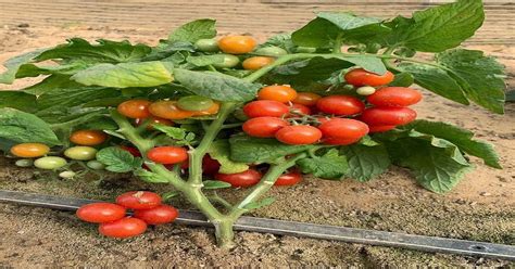 Tomato Farming Cultivation Techniques For Growing Perfect Tomatoes