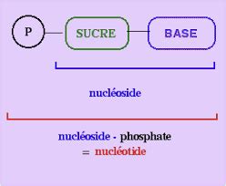 Biocell Acides Nucl Iques Cartes Quizlet