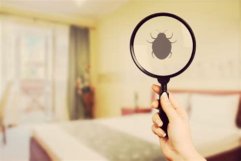 Comment Se Débarrasser des Punaises de Lit en 2023 Guide Complet Le