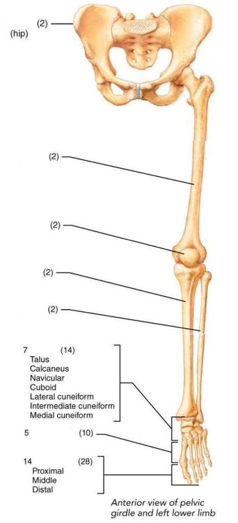 Pelvic Girdle And Lower Limb Bones Diagram Quizlet