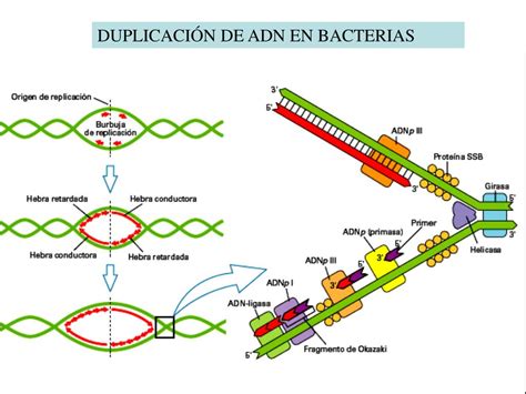 Ppt Mecanismo De Replicaci N Y Funci N Del Adn Powerpoint