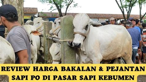 Harga Bakalan Siapan Sapi PO Di Pasar Sapi Kebumen Terbaru YouTube
