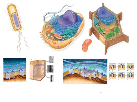 Ap Biology Unit Cell Structure Function Diagram Quizlet