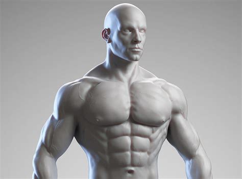 Male Anatomy Reference 3D Print Model 3D Model 3D Printable CGTrader
