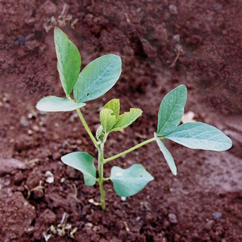 How A Soybean Plant Develops Alabama Cooperative Extension System