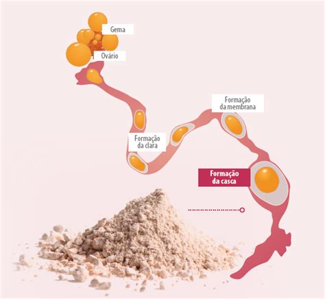 Microtrincas em ovos férteis a incidência de microtrincas em ovos