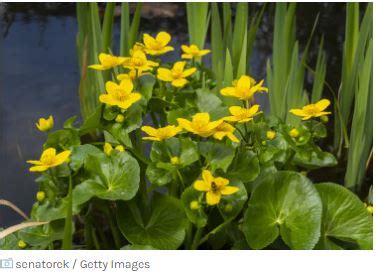 15 Types Of Aquatic Flowers To Grow In Water K O I