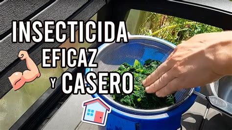 MATA todas las PLAGAS de tus plantas con el INSECTICIDA CASERO más