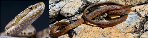 The 7 Most Common Types Of Snakes Found In South Korea Nature Blog
