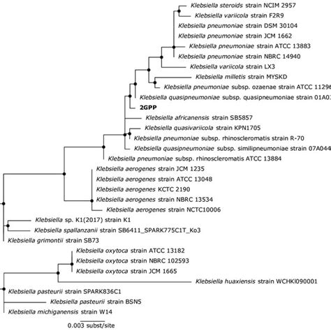 Maximum Likelihood Ml Phylogenetic Tree Of S Rrna Partial Gene