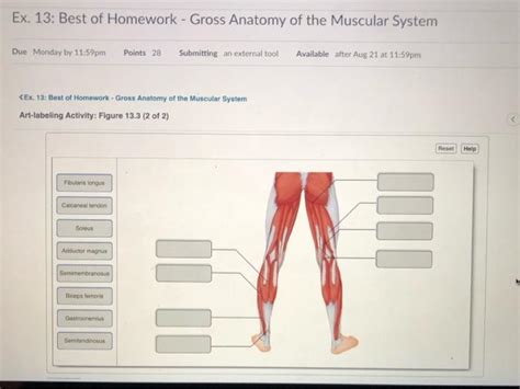 Solved Ex Best Of Homework Gross Anatomy Of The Chegg