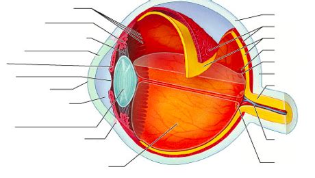Eye Sagittal Diagram Quizlet