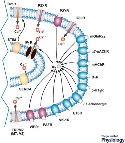 Molecular mechanisms mediating intracellular Ca² signals in